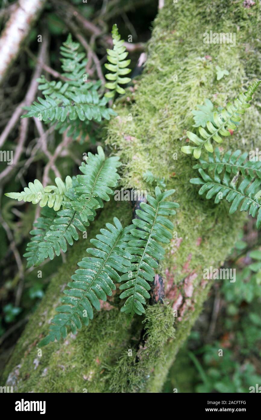 Common Polypody (Polypodium vulgare) growing on a tree trunk Stock ...