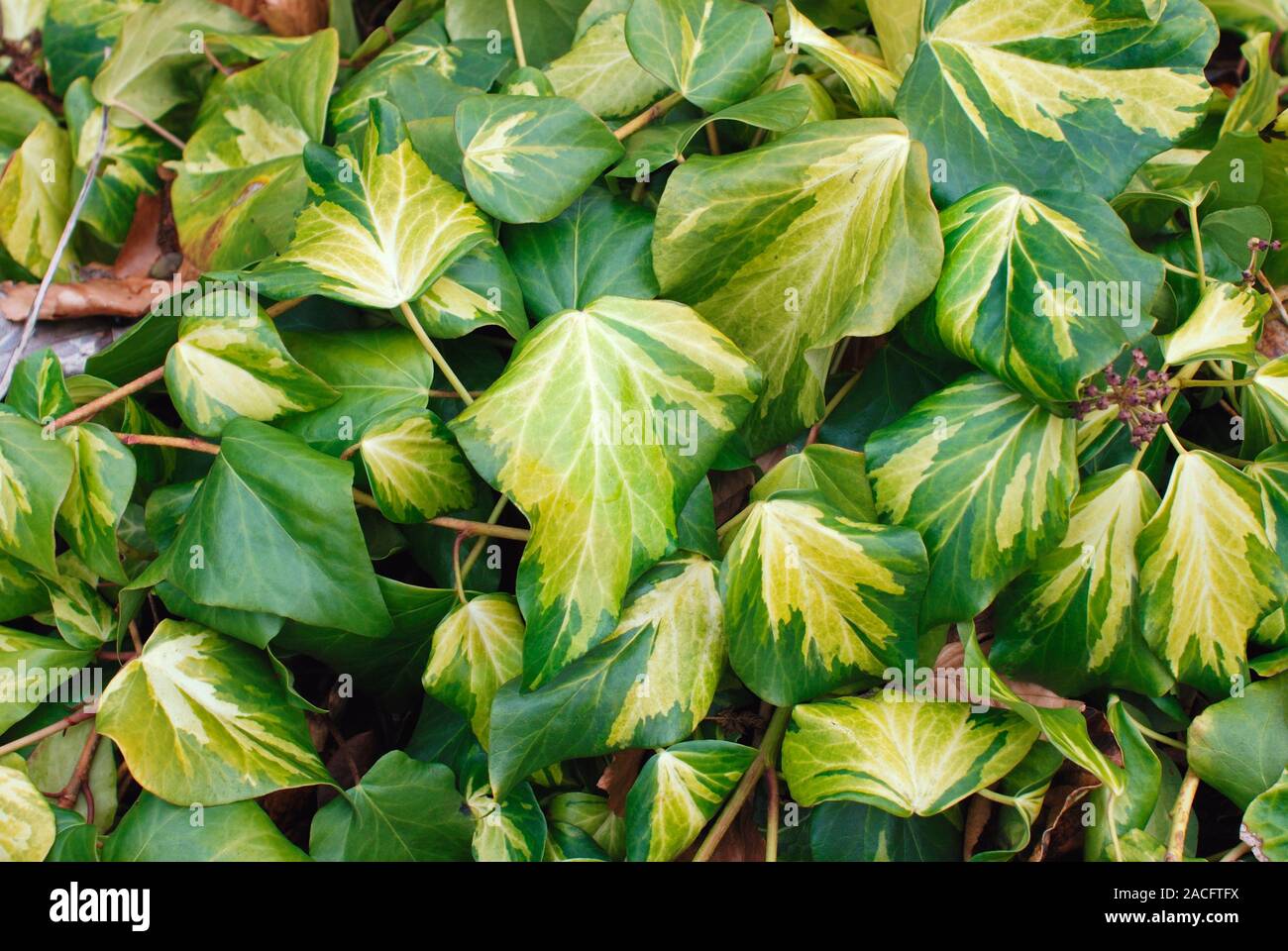 Persian Ivy (Hedera helix 'Sulphur Heart') showing the variegated ...