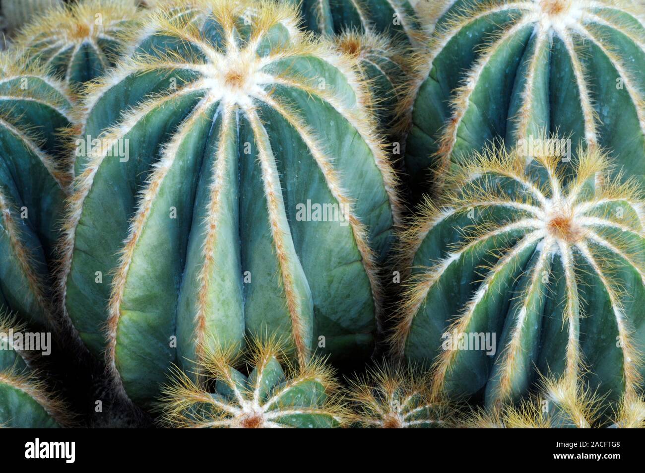 Parodia magnifica showing the foliage and the spines. Photographed at ...