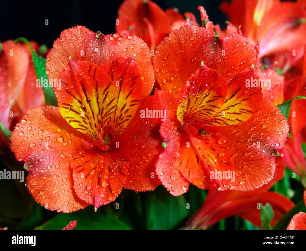 Lily-of-the-Incas (Alstroemeria aurea 'Orange King') in flower and ...