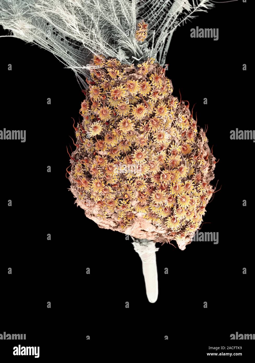 Chicken body louse eggs. Coloured scanning electron micrograph (SEM) of ...