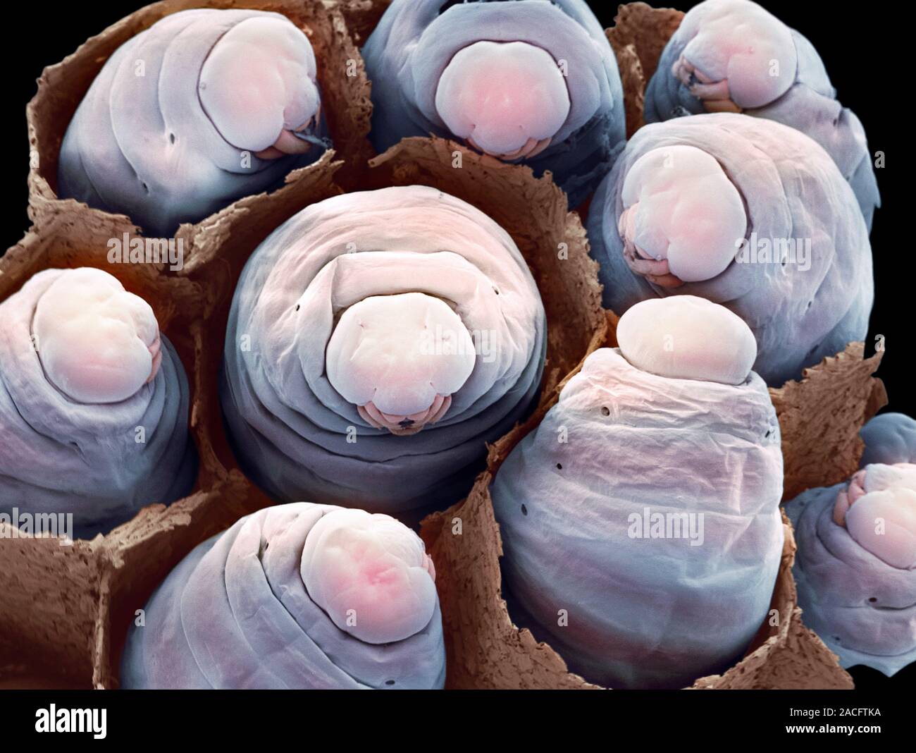 Paper wasp (Polistes sp.) larvae, coloured scanning electron micrograph ...