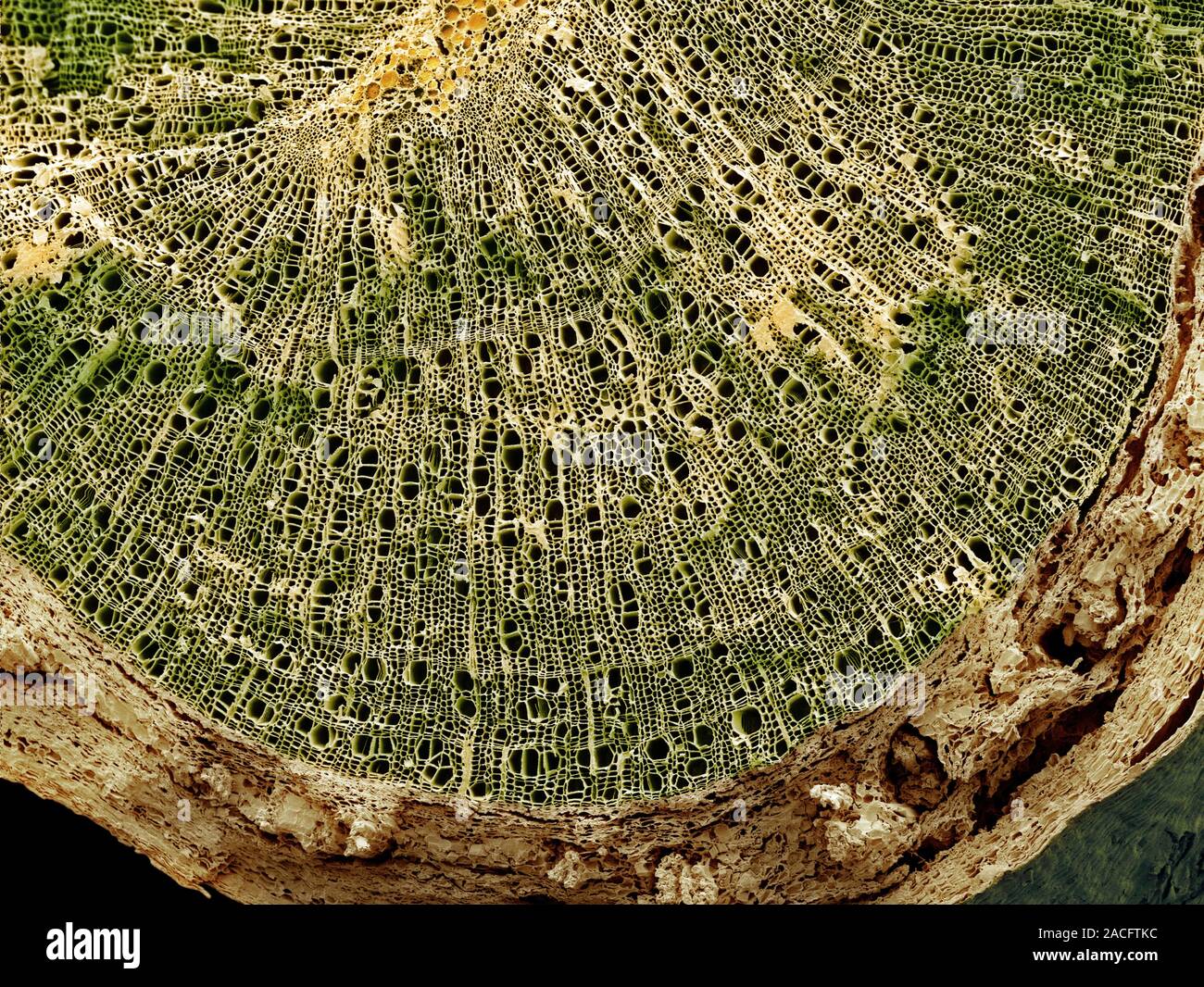 Woody stem section. Coloured scanning electron micrograph (SEM) of a ...