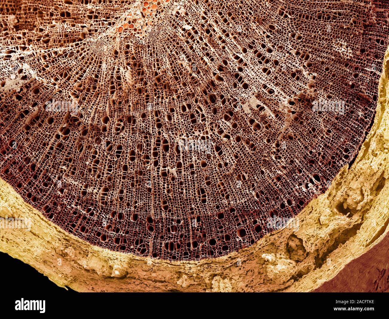 Woody stem section. Coloured scanning electron micrograph (SEM) of a ...