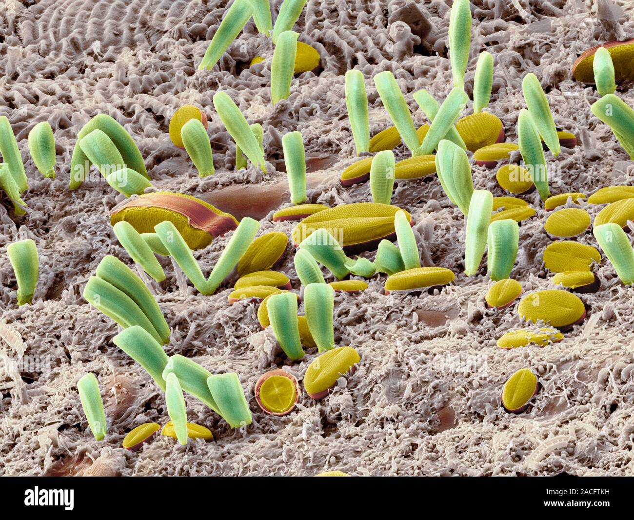 Diatoms. Coloured scanning electron micrograph (SEM) of various ...