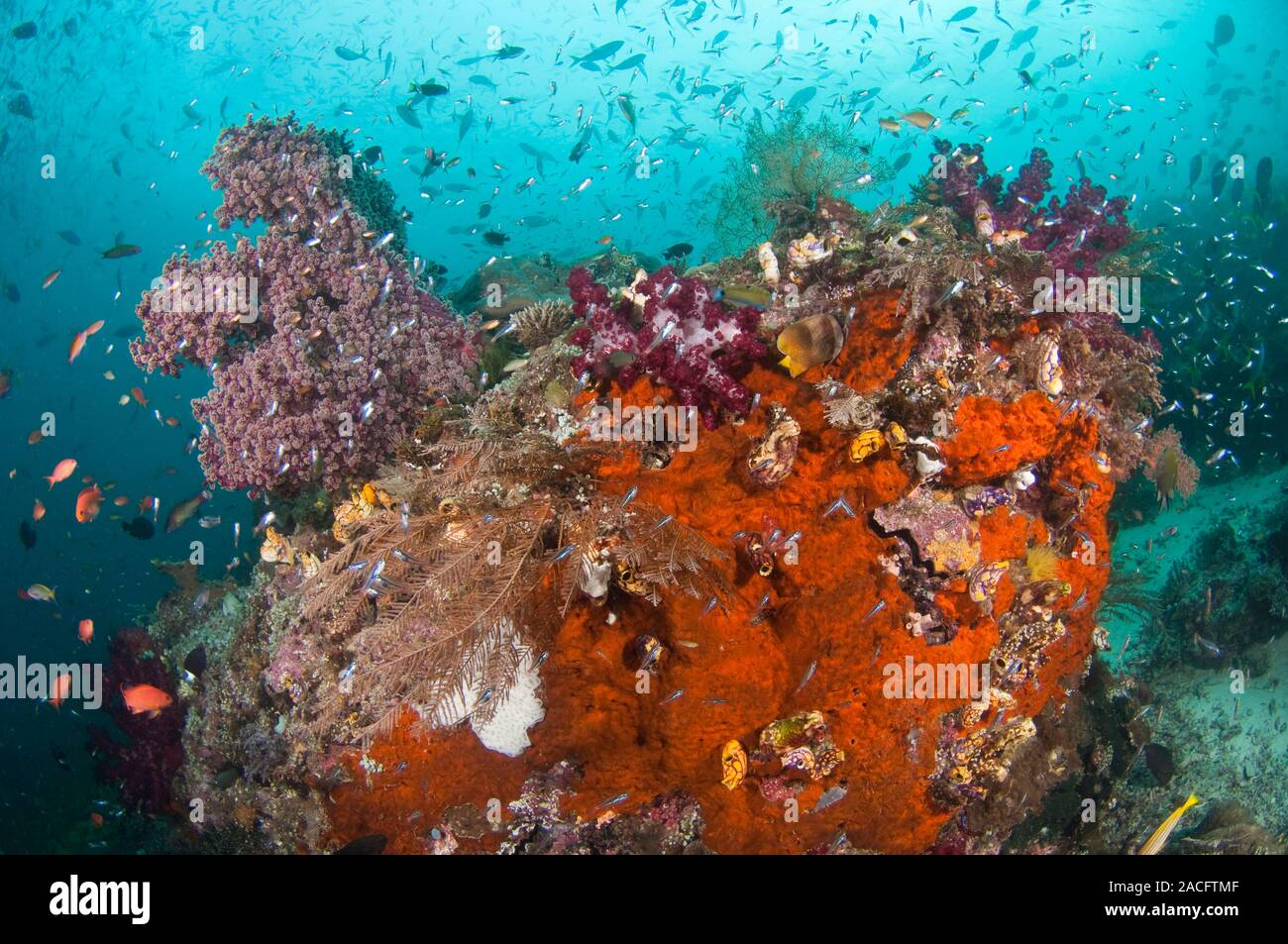 Coral reef community. Coral reefs are extensive and diverse marine ...