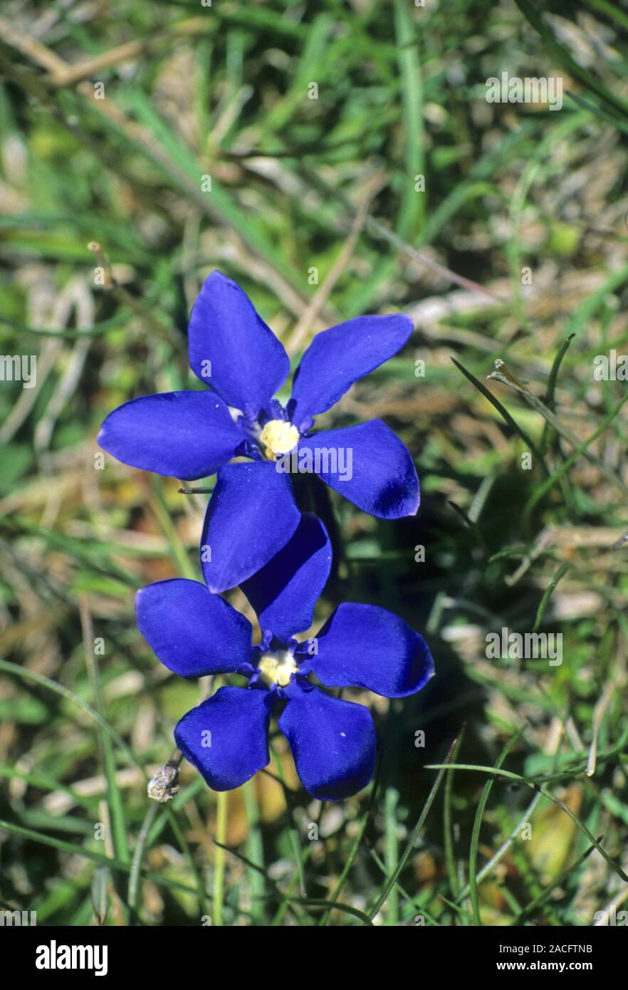 Spring Gentian (Gentiana verna) in flower Stock Photo - Alamy