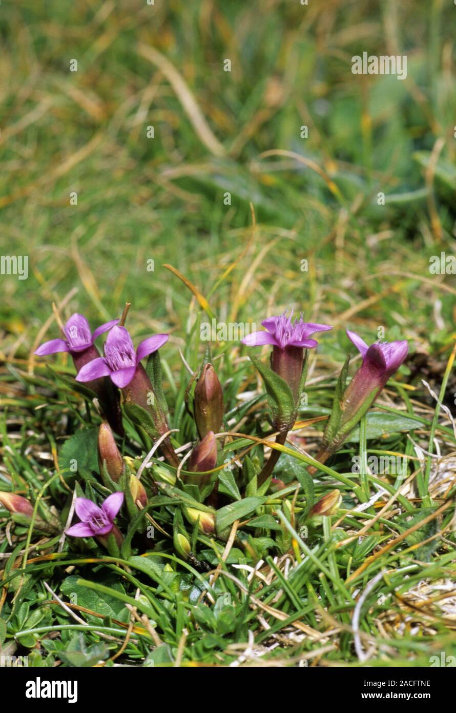 Gentianella columnae in flower Stock Photo - Alamy