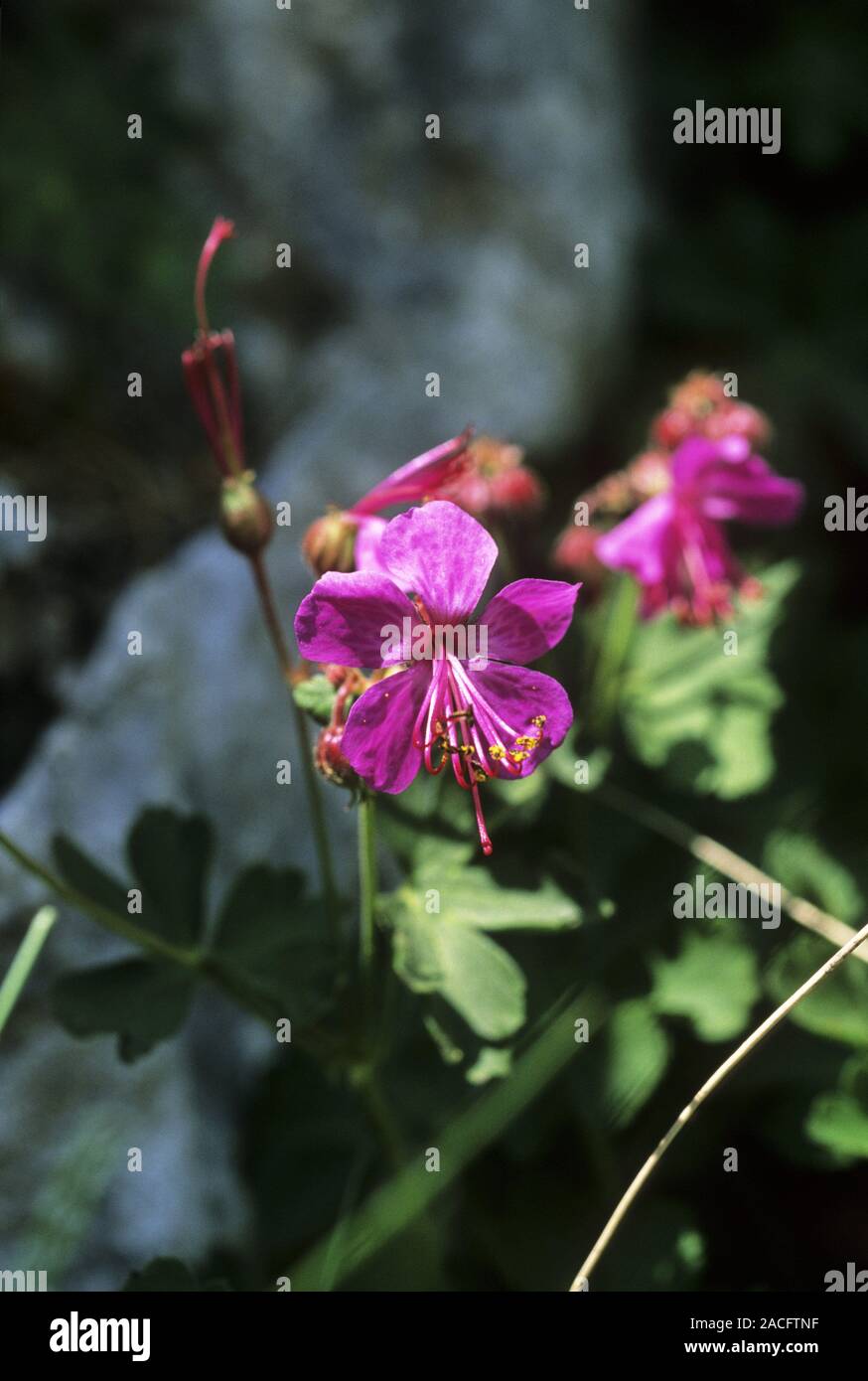 Cranesbill (Geranium macrorrhizum) in flower Stock Photo - Alamy