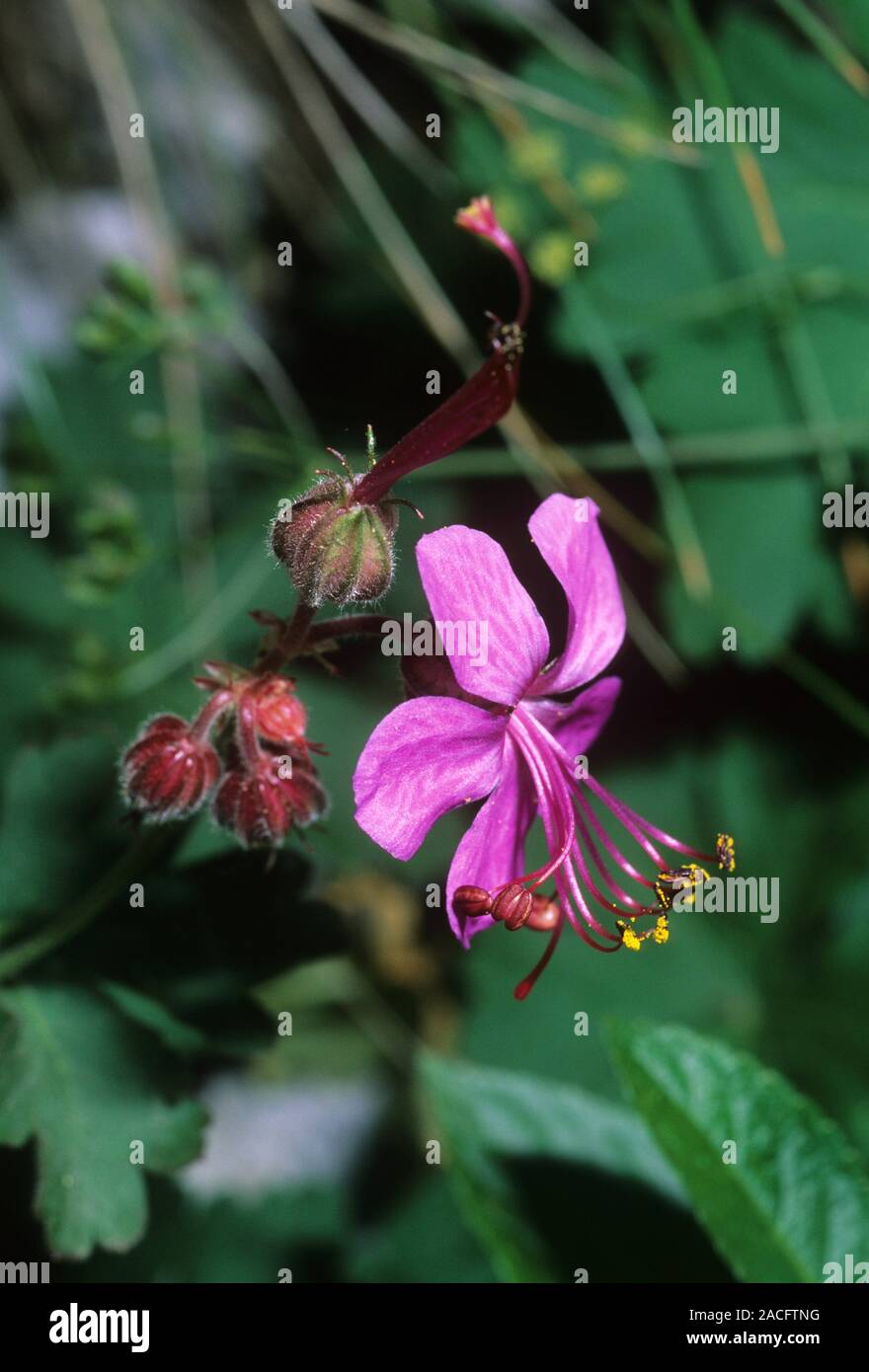 Cranesbill (Geranium macrorrhizum) in flower Stock Photo - Alamy