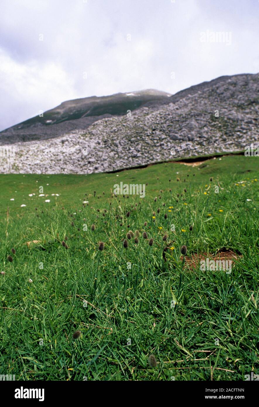 Alpine Timothy (Phleum alpinum) in flower on a rocky and grassy ...