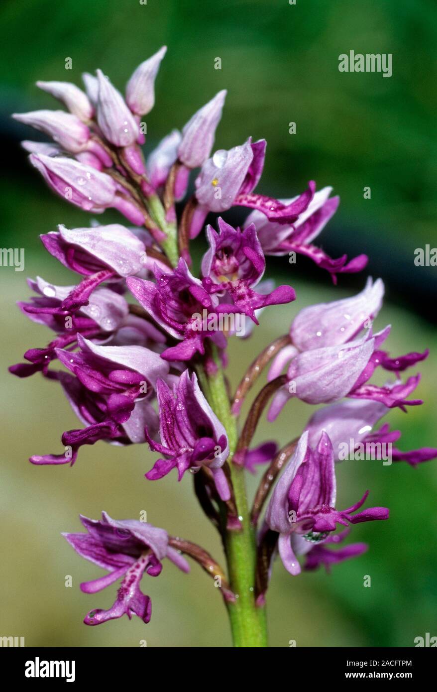 Military Orchid (Orchis militaris) in flower Stock Photo - Alamy