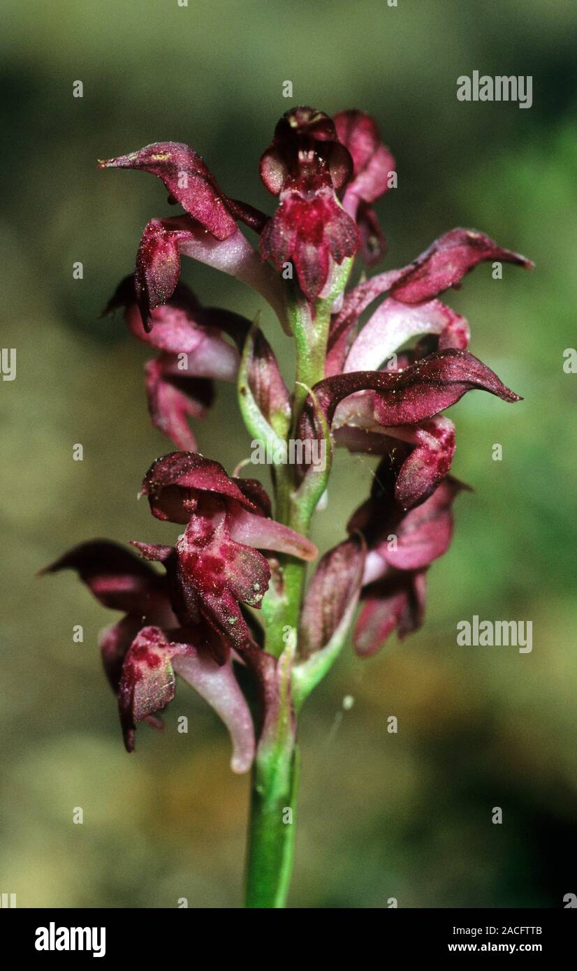 Orchid (Orchis coriophora subsp. Fragrans) in flower Stock Photo - Alamy