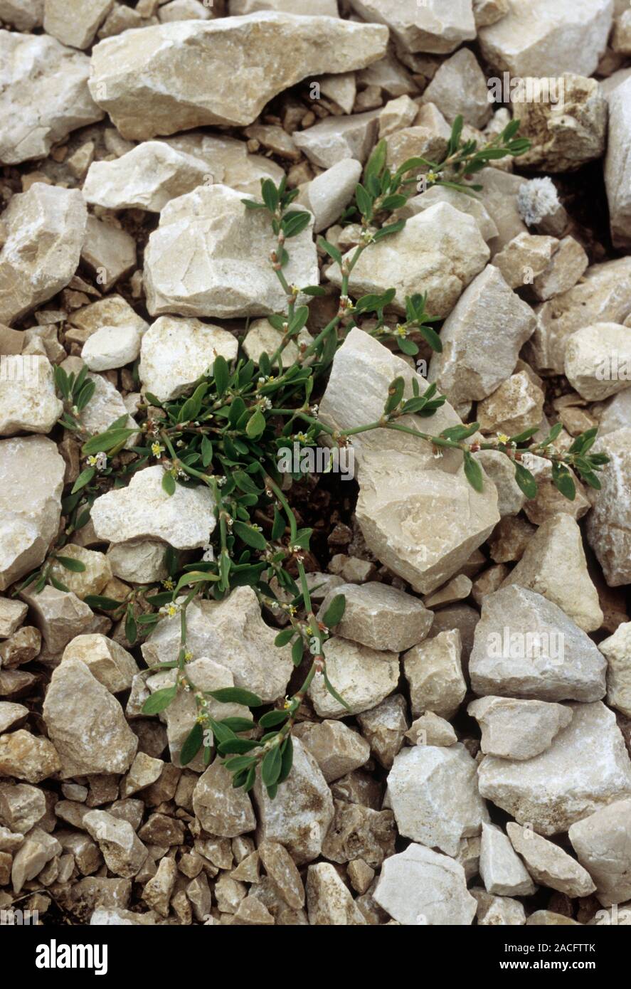 Knotweed (Polygonum arenastrum subsp. minimum) flowering in rocks Stock ...