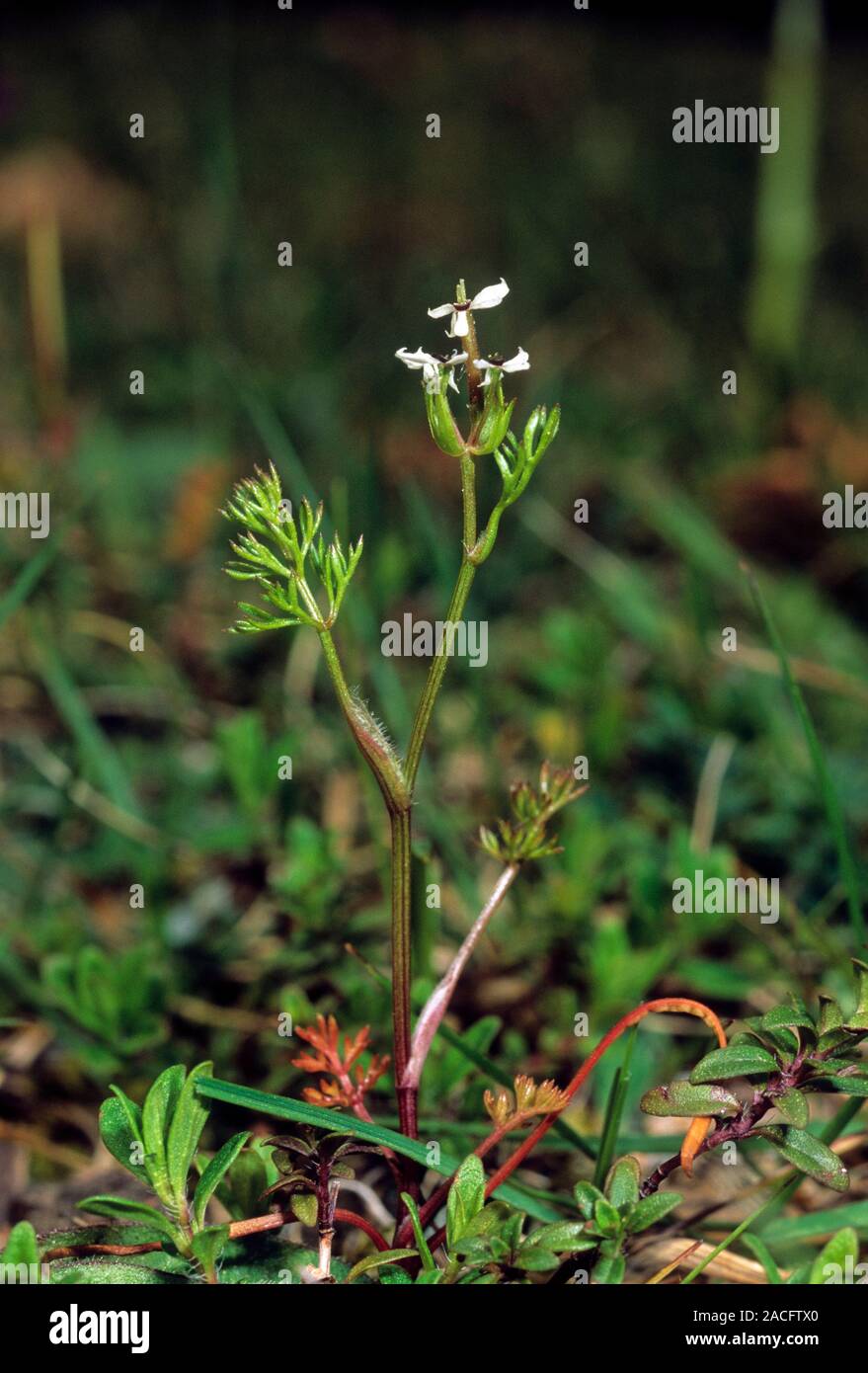 Scandix australis in flower Stock Photo - Alamy
