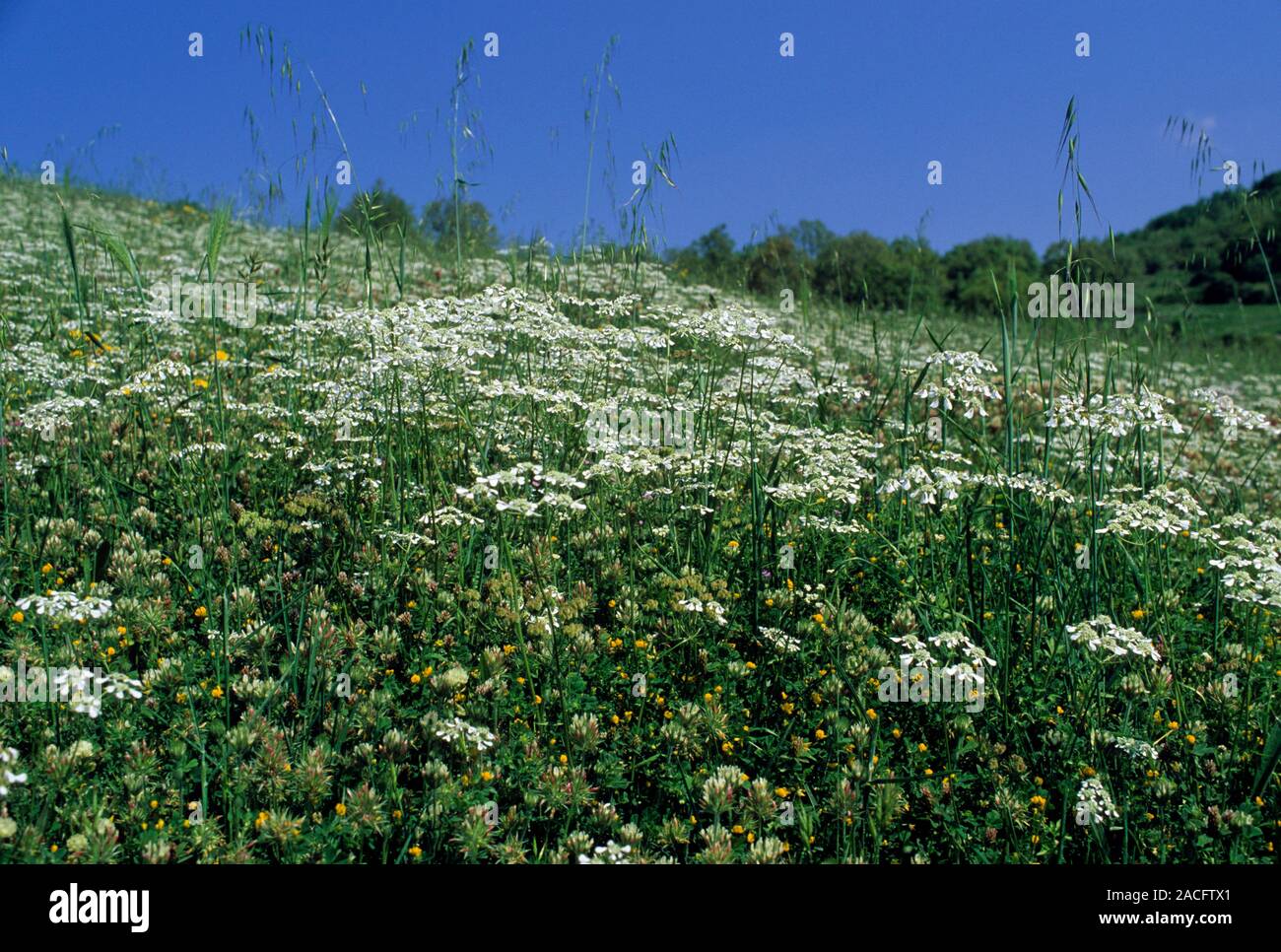 Mediterranean Hartwort (Tordylium apulum) in flower in the summer Stock ...