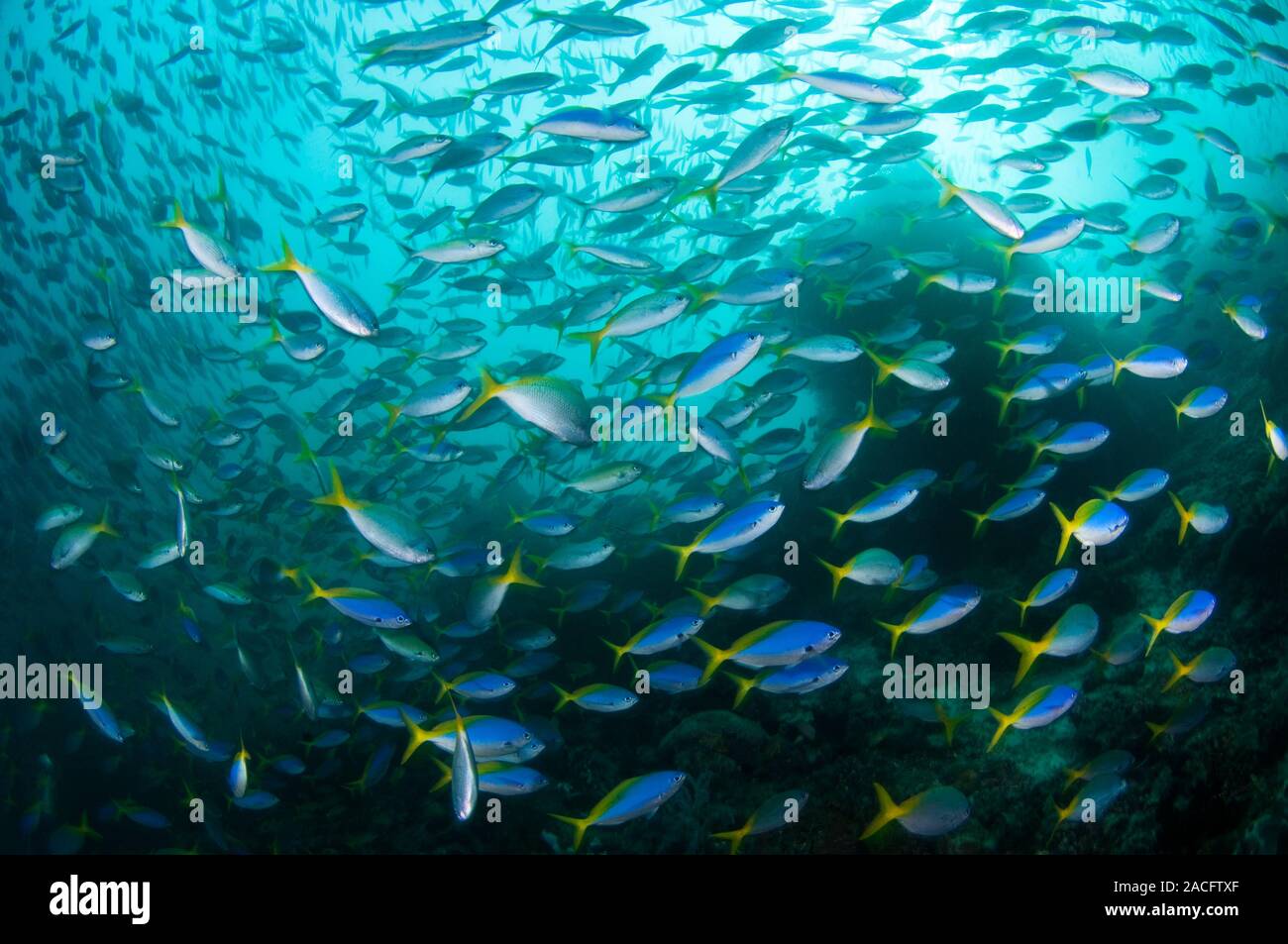 School of fusiliers (family Caesionidae). Photographed off Raja Ampat ...