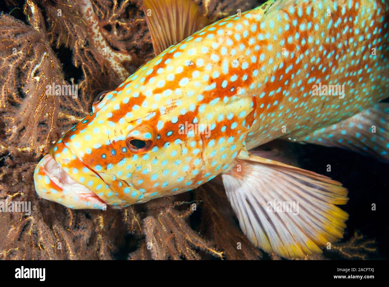 Grouper (subfamily Epinephelus). Photographed off the Raja Ampat ...