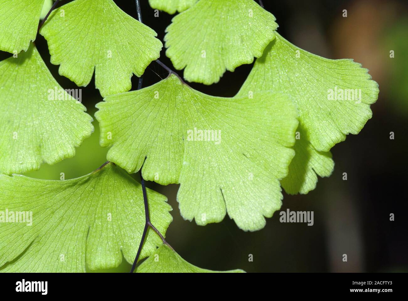 Maidenhair Fern (Adiantum capillus-veneris) foliage. Photographed in ...