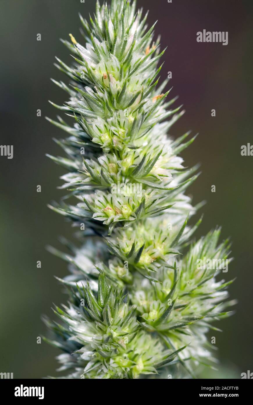 Common Amaranthus (Amaranthus retroflexus) in flower in the summer ...