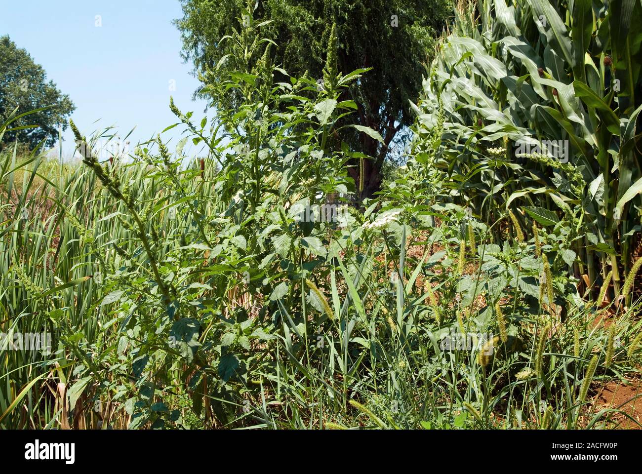 Common Amaranthus (Amaranthus retroflexus) in flower in the summer ...