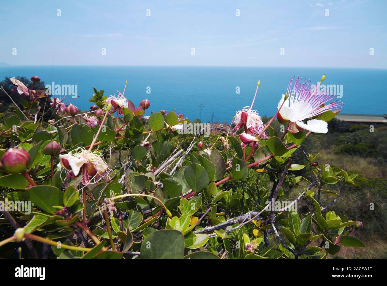 Caper (Capparis spinosa) in flower with view to the sea. Photographed ...