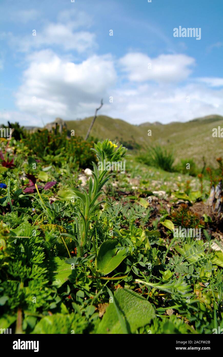 Yellow Gromwell (Neatostema apulum) in flower. Photographed in the ...
