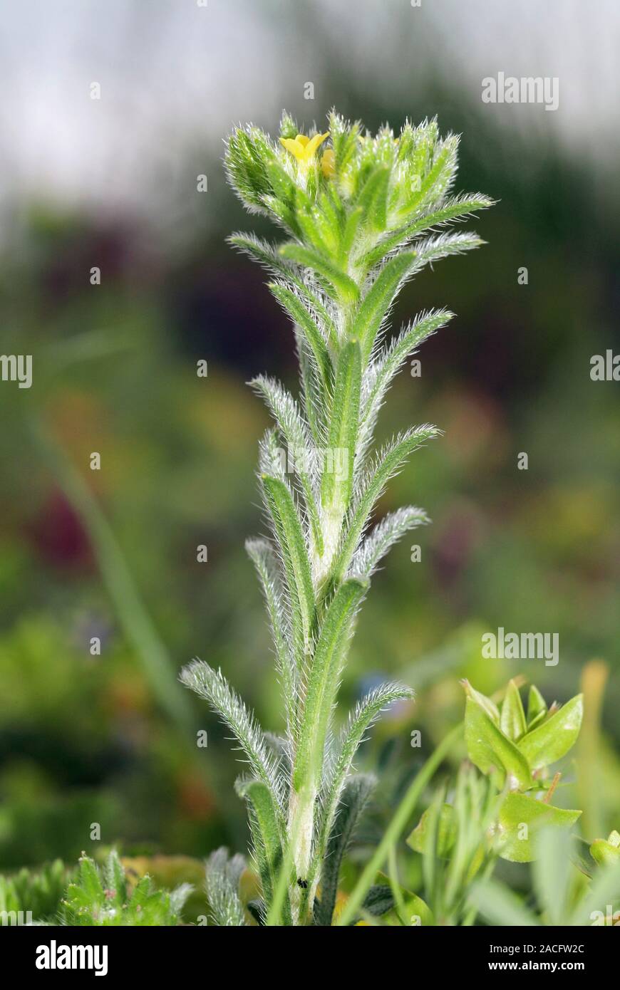 Yellow Gromwell (Neatostema apulum) in flower. Photographed in the ...
