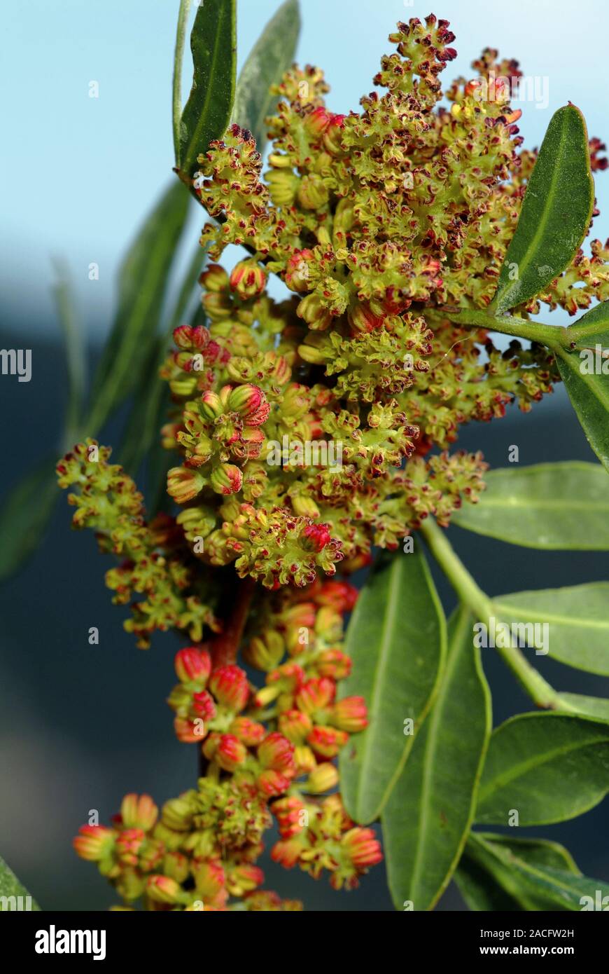 Mastic tree (Pistacia lentiscus) showing foliage and flower ...