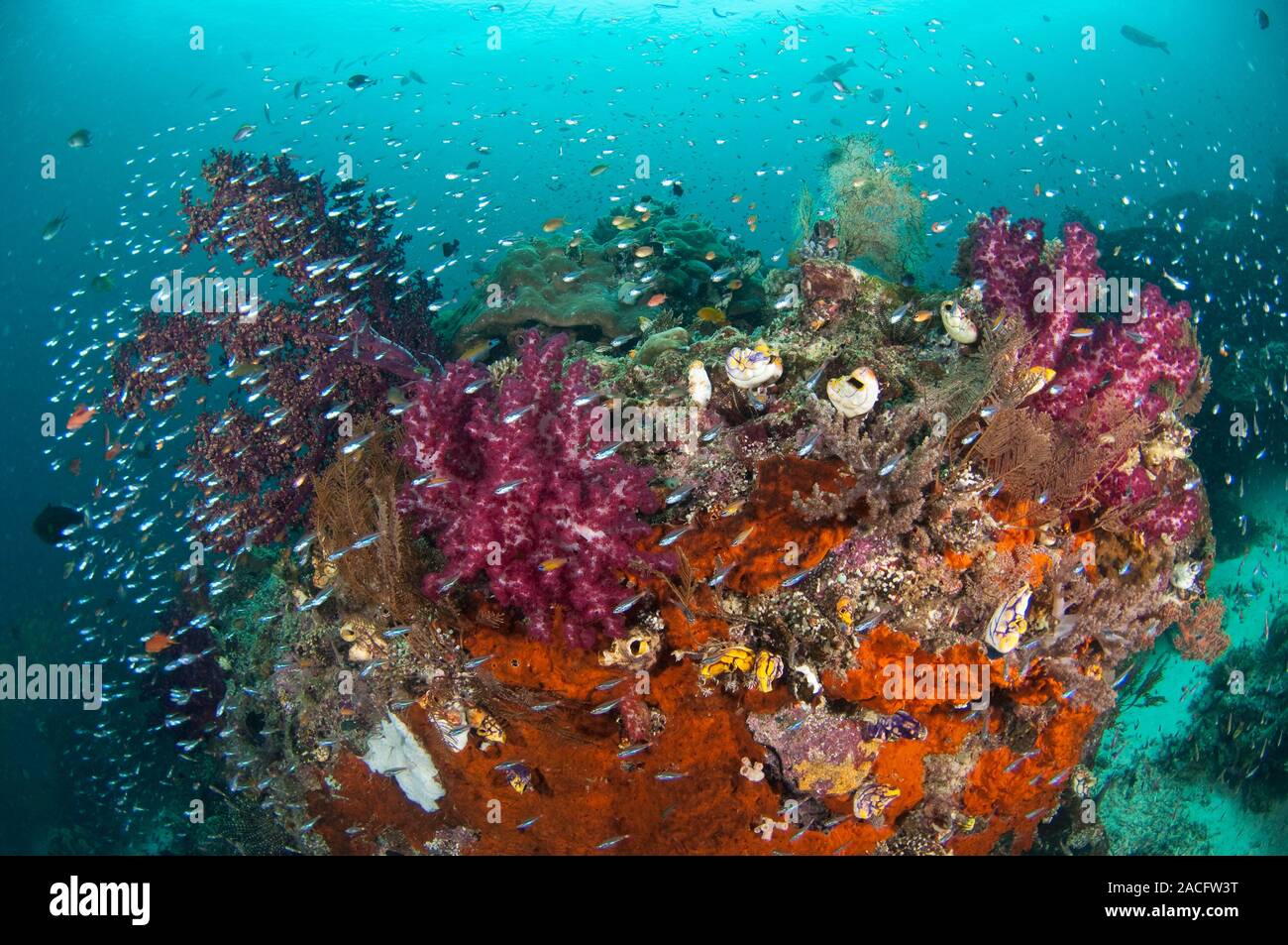 Coral reef community. Coral reefs are extensive and diverse marine ...