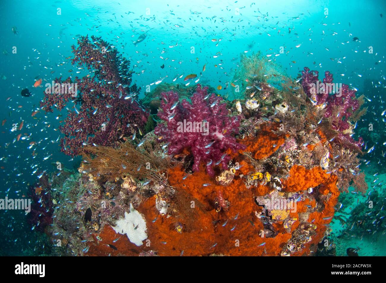 Coral reef community. Coral reefs are extensive and diverse marine ...