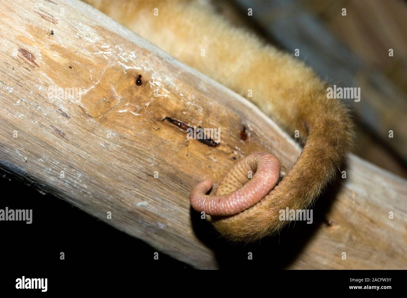 Spotted cuscus tail (Spilocuscus maculatus). This is a prehensile tail ...