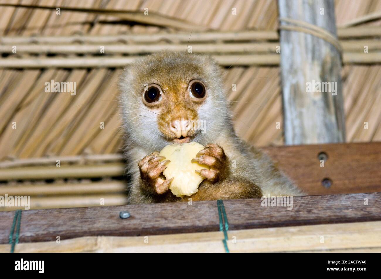 Spotted cuscus (Spilocuscus maculatus) feeding inside a domestic hut ...