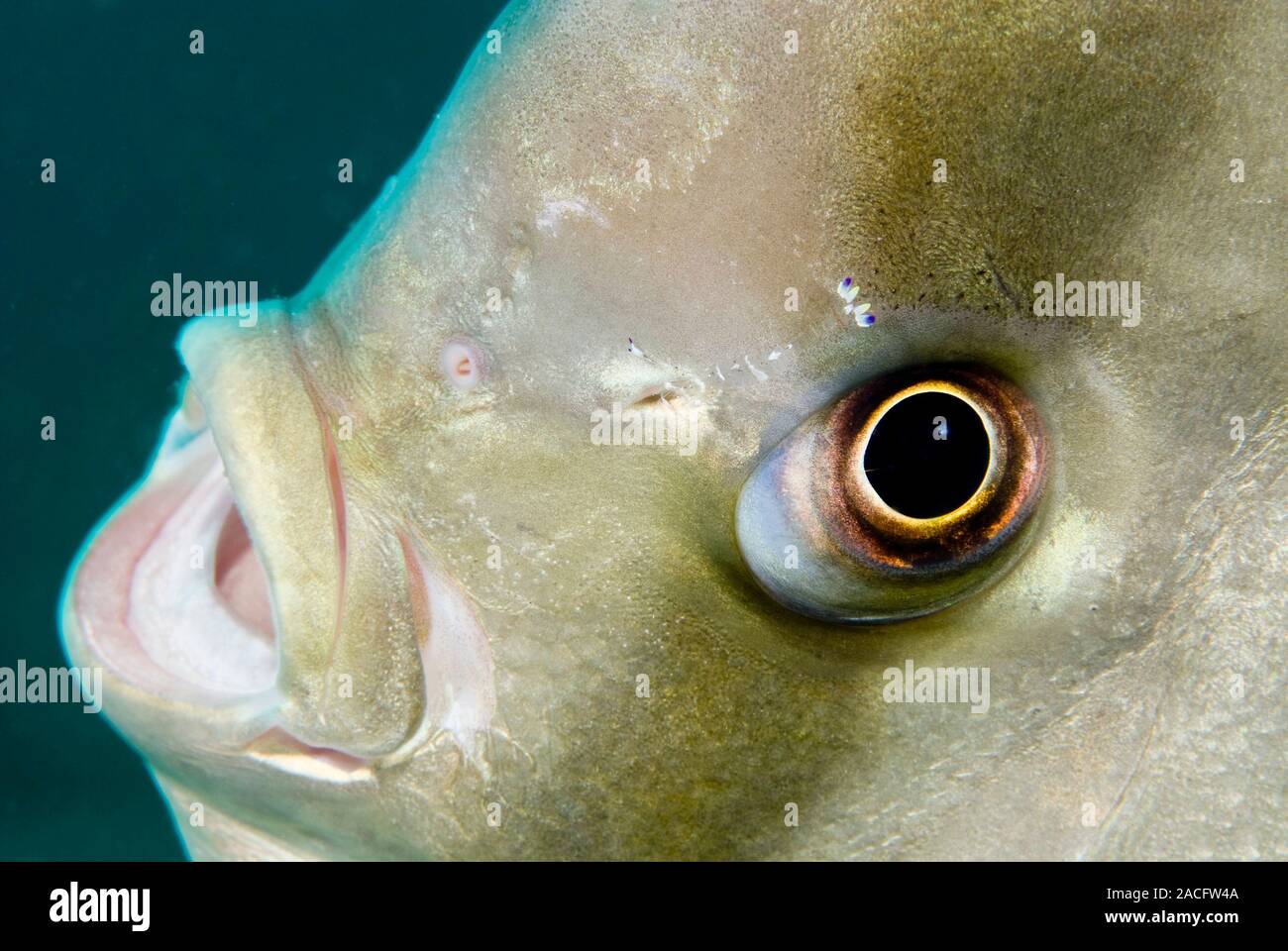 Batfish (subfamily Ephippidae) head. Photographed off Kapalai, Sabah ...