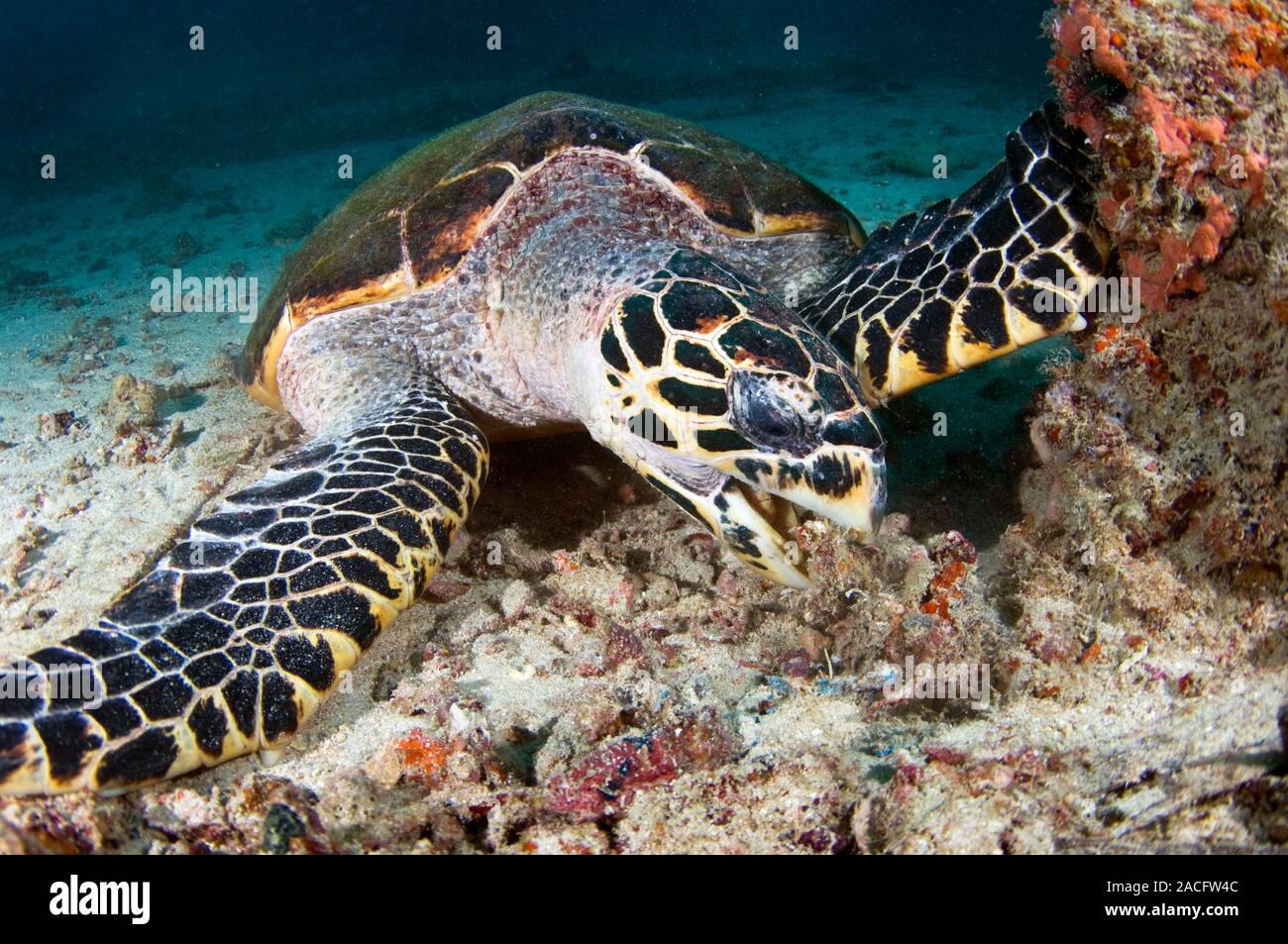 Hawksbill turtle (Eretmochelys imbricata) feeding on sponges. This sea ...