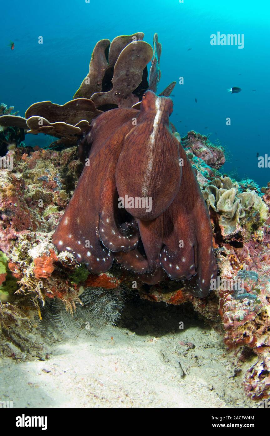 Day octopus (Octopus cyanea). This octopus, also known as the common ...