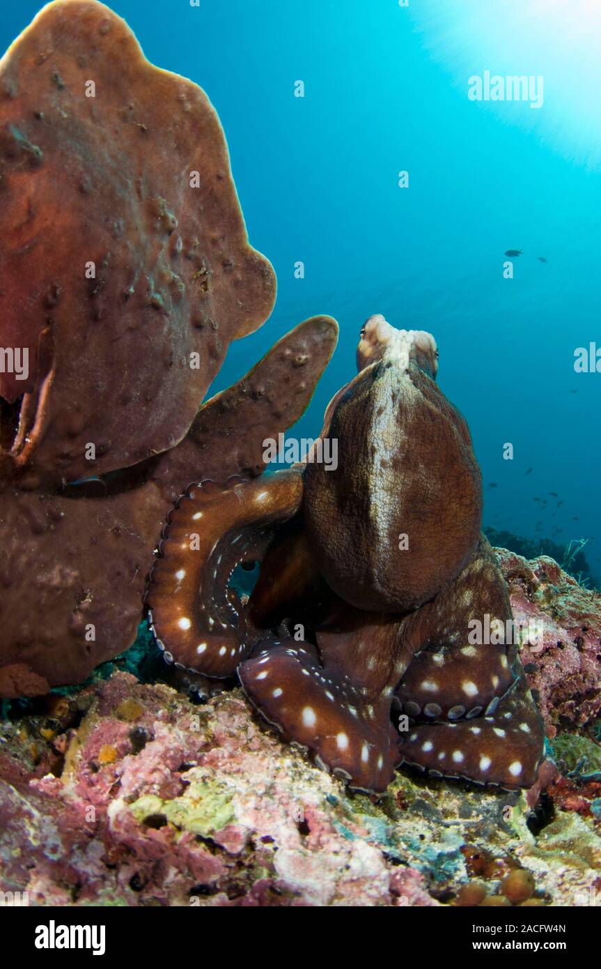 Day octopus (Octopus cyanea). This octopus, also known as the common ...