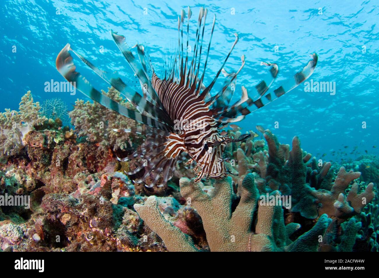 Lionfish (Pterois volitans). This predatory fish is native to the Indo ...