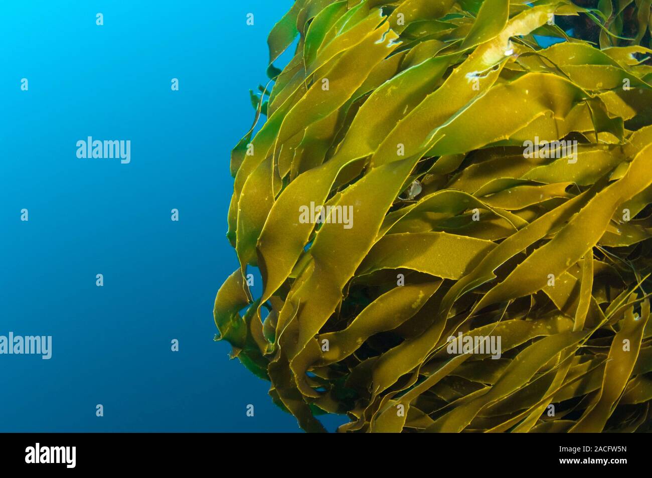Strap kelp (Lessonia sp.). Photographed off the Poor Knights Islands ...