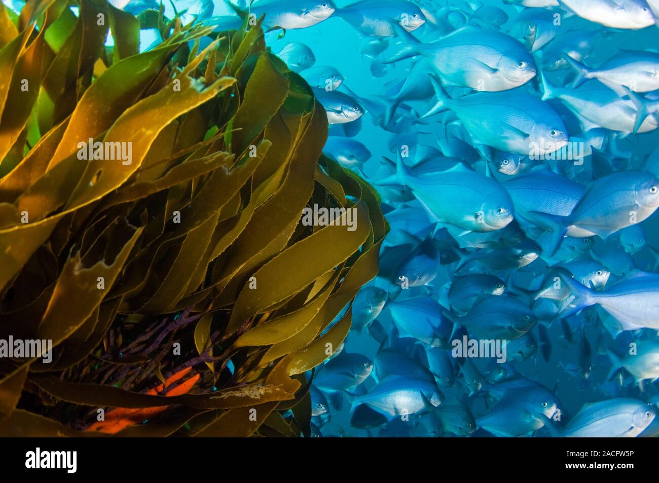 Strap kelp (Lessonia sp.) and a school of blue maomao (Scorpis violacea ...