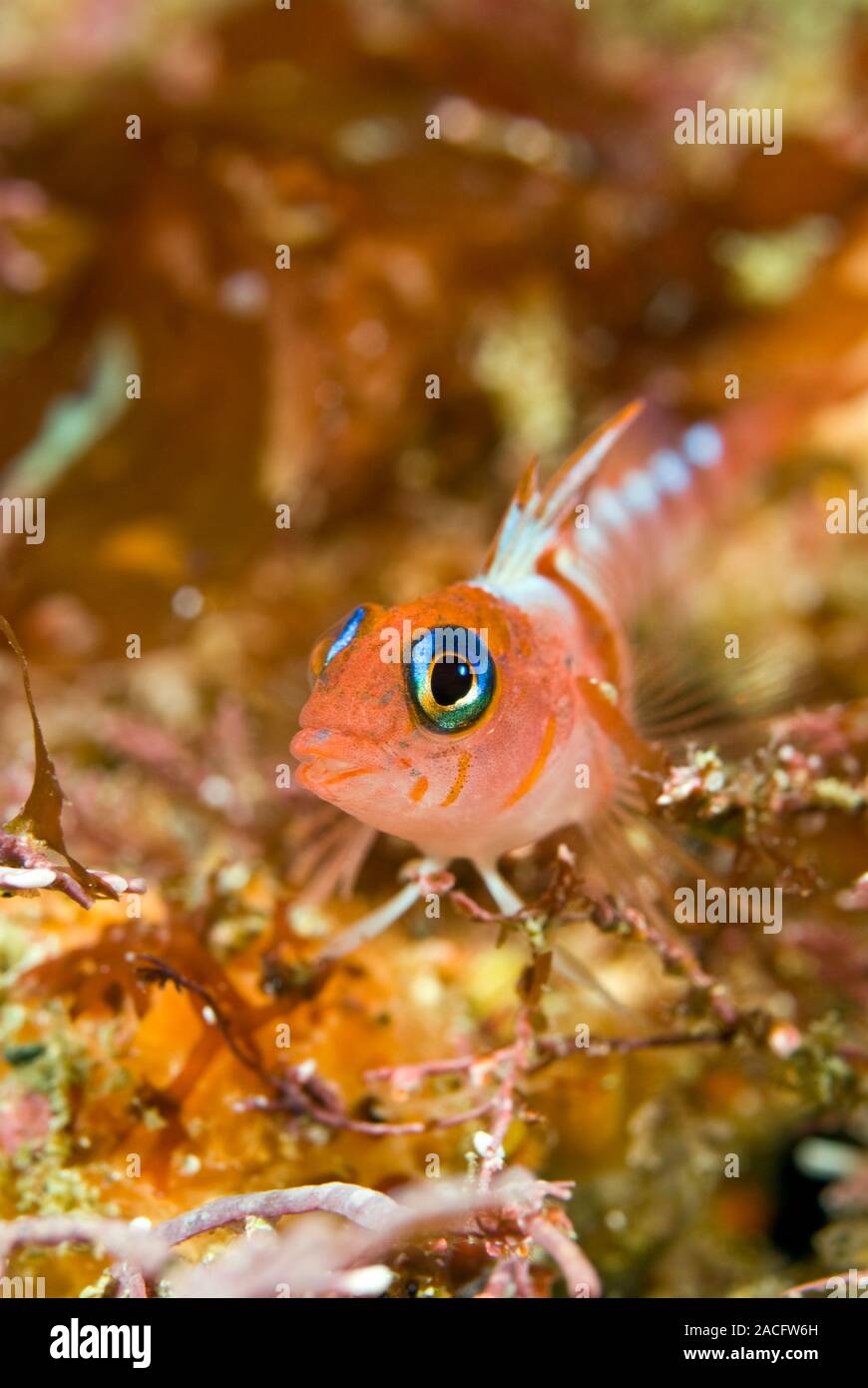 Blue-eyed triplefin (Notoclinops segmentatus). Photographed off the ...