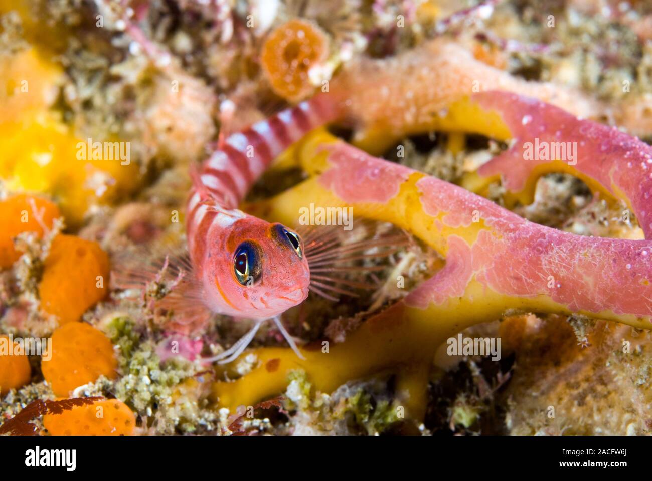 Blue-eyed triplefin (Notoclinops segmentatus). Photographed off the ...