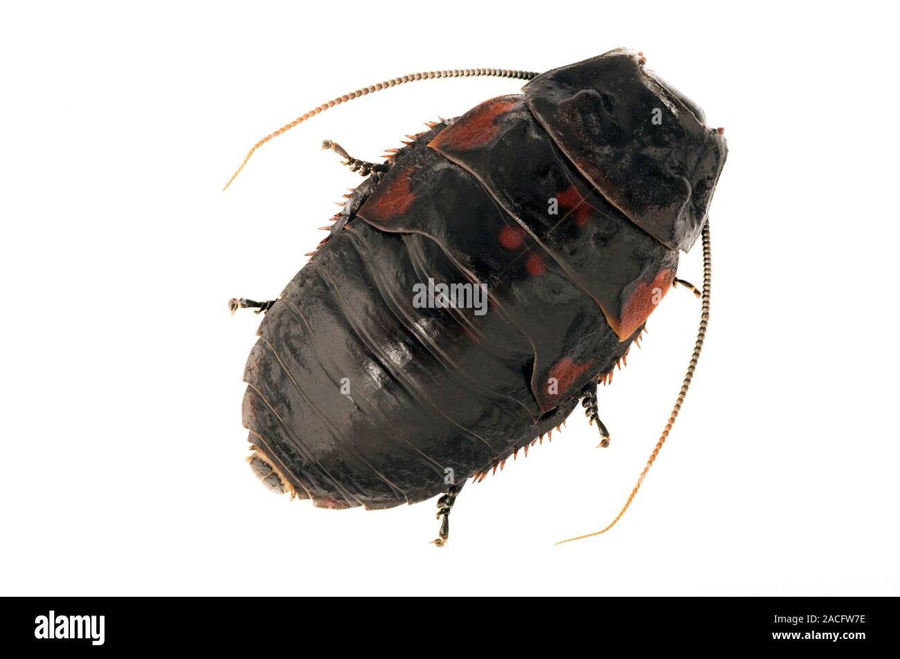 Giant hissing cockroach (Aeluropoda insignis), dorsal view. This insect ...