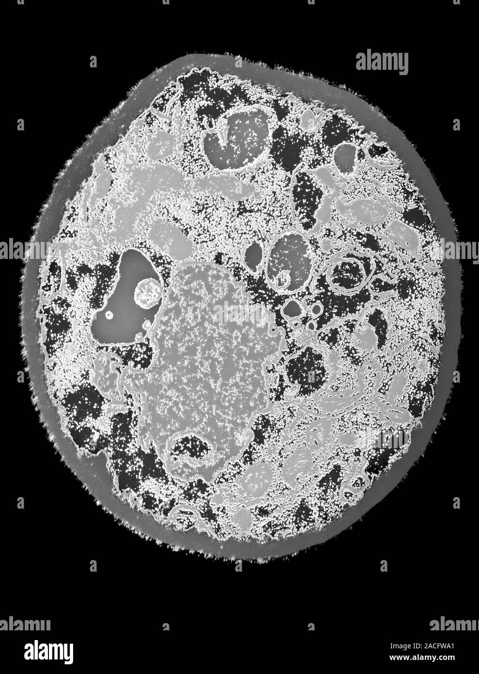 Yeast cell, transmission electron micrograph (TEM). Yeast is a single ...