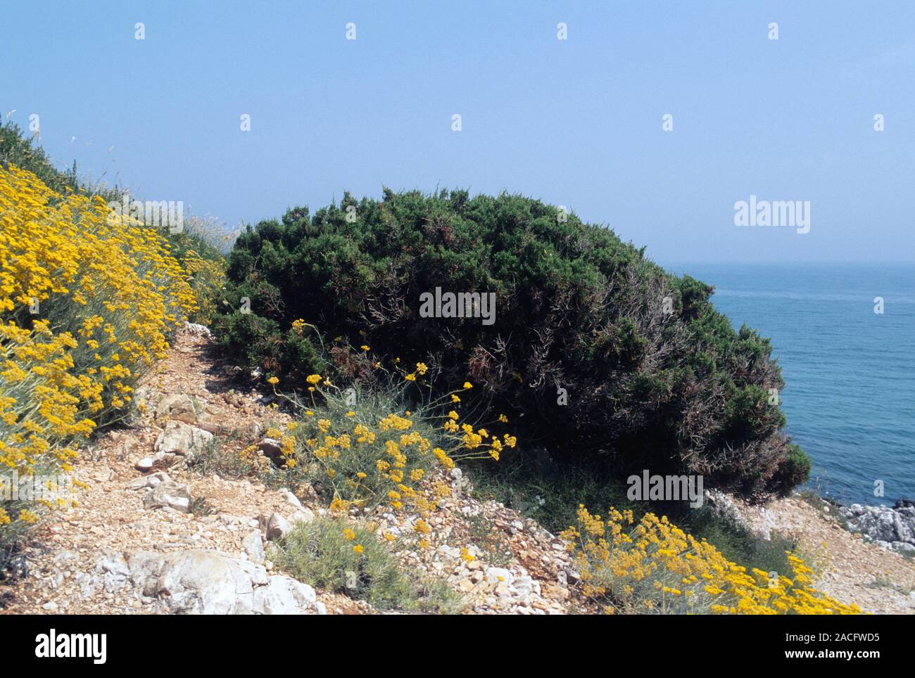 Juniper (Juniperus phoenicea .) A mature Juniper shrub, showing the ...