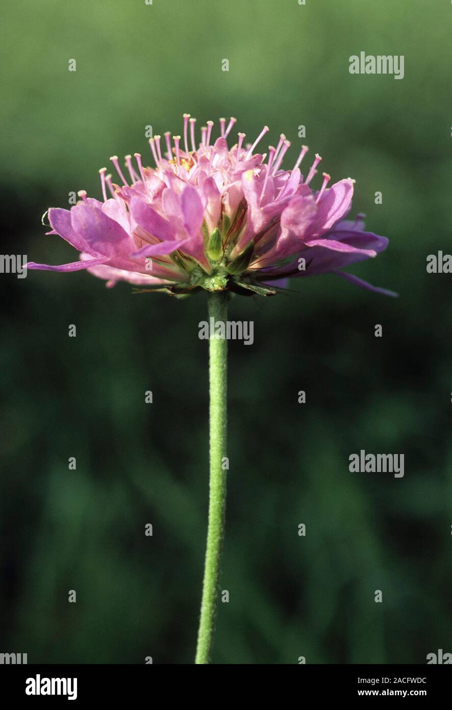 Scabious (Scabiosa uniseta) in flower Stock Photo - Alamy
