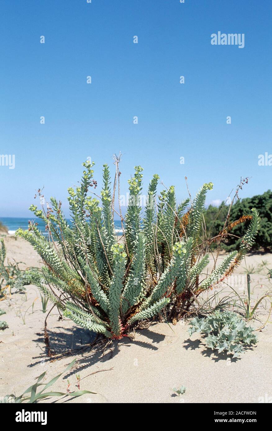 Sea Spurge (Euphorbia paralias) in flower on a beach with view to the ...