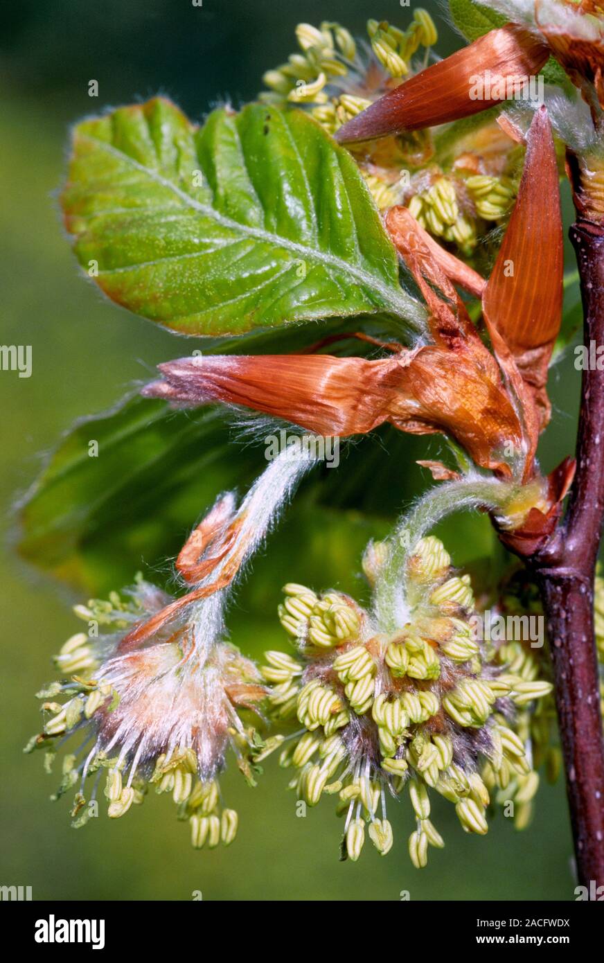 Common Beech (Fagus sylvatica), also known as European Beech, flowering ...