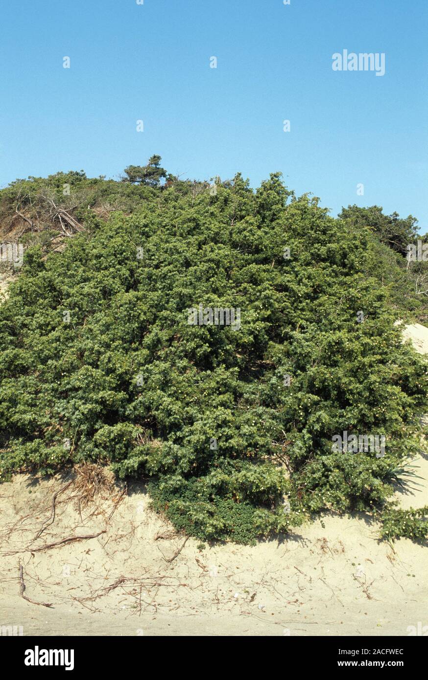 Juniper (Juniperus oxycedrus subsp. Macrocarpa.) A mature Juniper shrub ...
