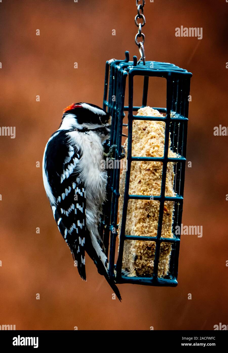 Nibbling birds hi-res stock photography and images - Alamy